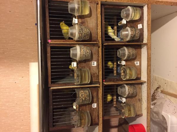 Comment faire chanter un canari ? - 5 étapes