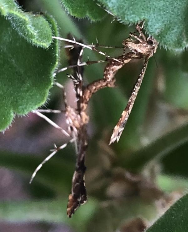 Les NOMS des INSECTES avec PHOTOS - Caractéristiques et Liste