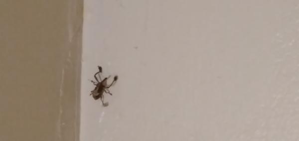 Les NOMS des INSECTES avec PHOTOS - Caractéristiques et Liste