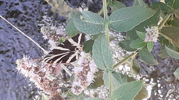 +15 Espèces de PAPILLONS - Liste avec PHOTOS