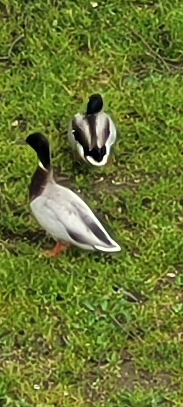 +20 RACES de Canards - Domestiques et Sauvages (Avec des PHOTOS)
