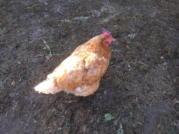 +15 Maladies des poules et leurs symptômes