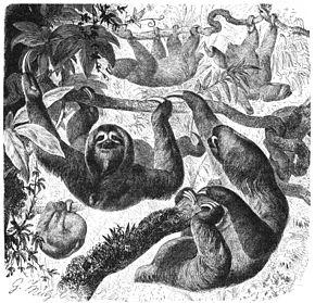 Le paresseux - 7 choses à savoir