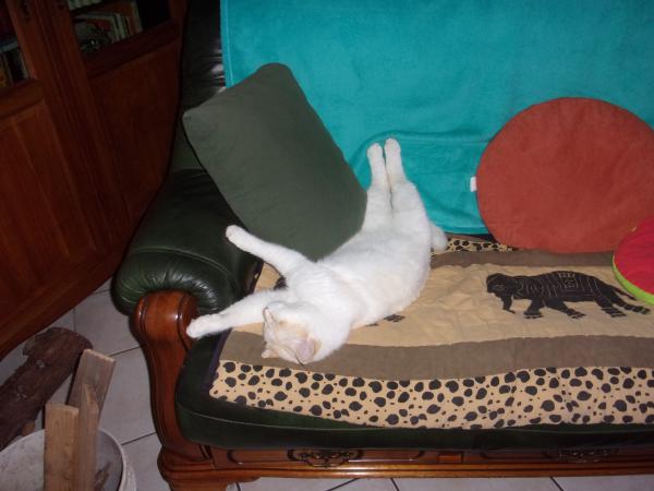 COMMENT RETROUVER UN CHAT PERDU - 5 conseils