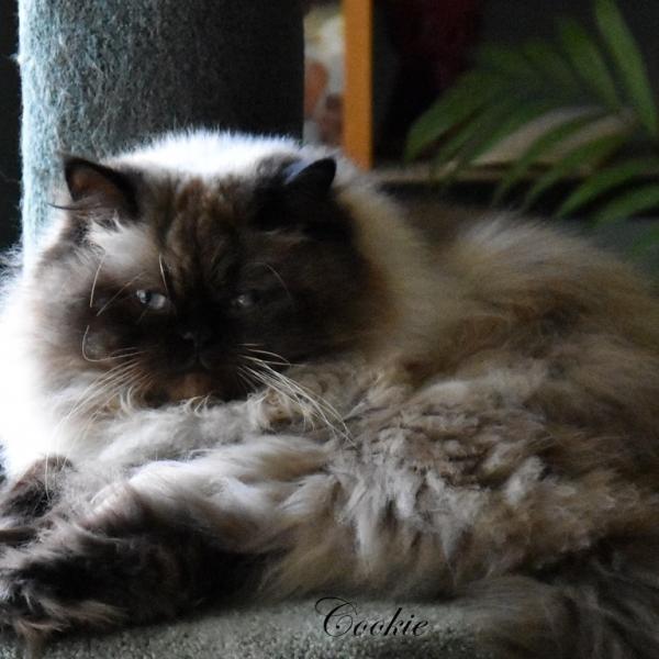 Chat Himalayen: caractéristiques et photos