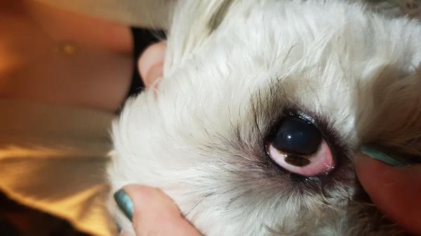 Maladies des yeux chez le chien (avec photos) - LISTE COMPLÈTE