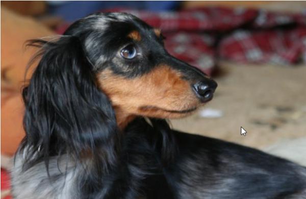 Les races de chiens aux yeux de couleurs différentes - Description