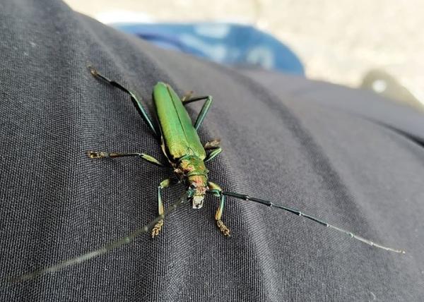 + de 30 ANIMAUX de la FORÊT AMAZONIENNE avec PHOTOS