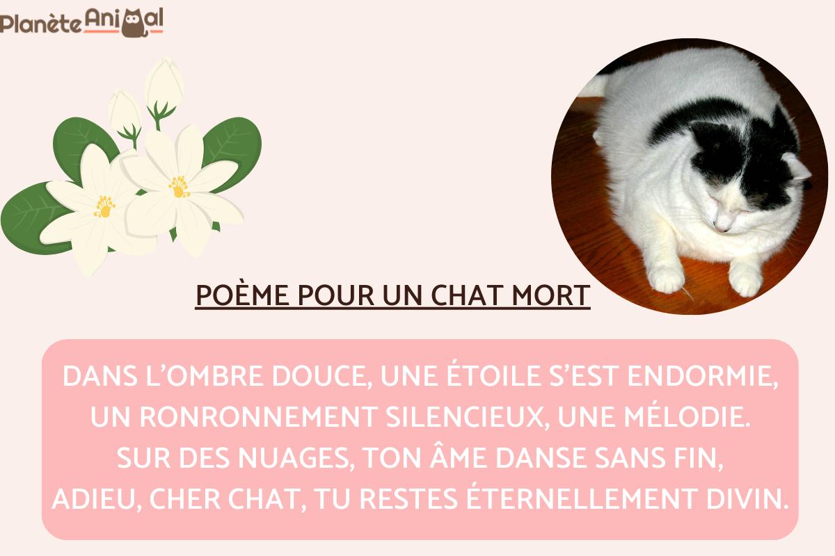 40 citations pour CHAT DÉCÉDÉ - Belles et touchantes