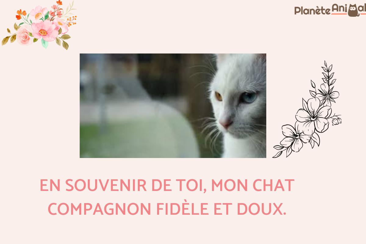 40 citations pour CHAT DÉCÉDÉ - Belles et touchantes