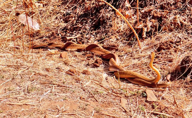 COMMENT les SERPENTS se REPRODUISENT - ŒUFS de SERPENT, NID de COULEUVRE