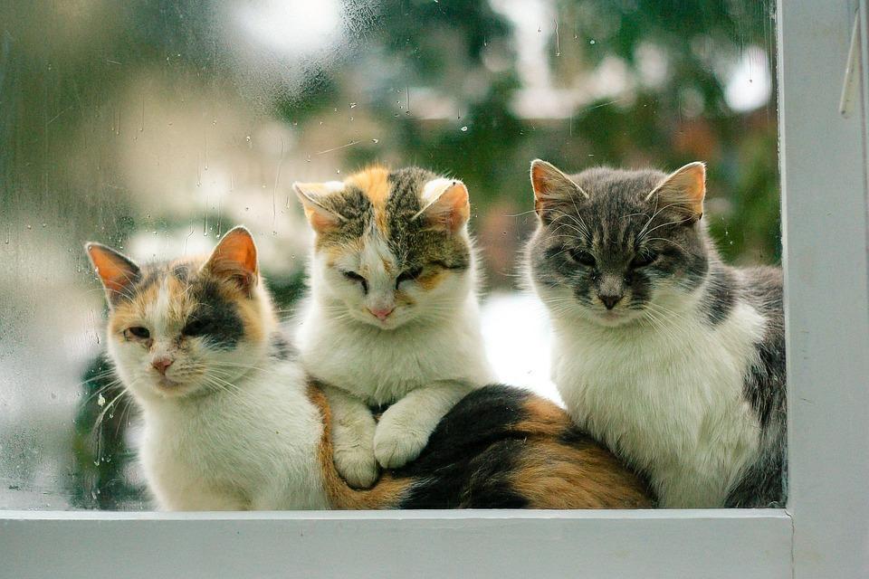 Conseils pour faire que deux chats s'entendent bien