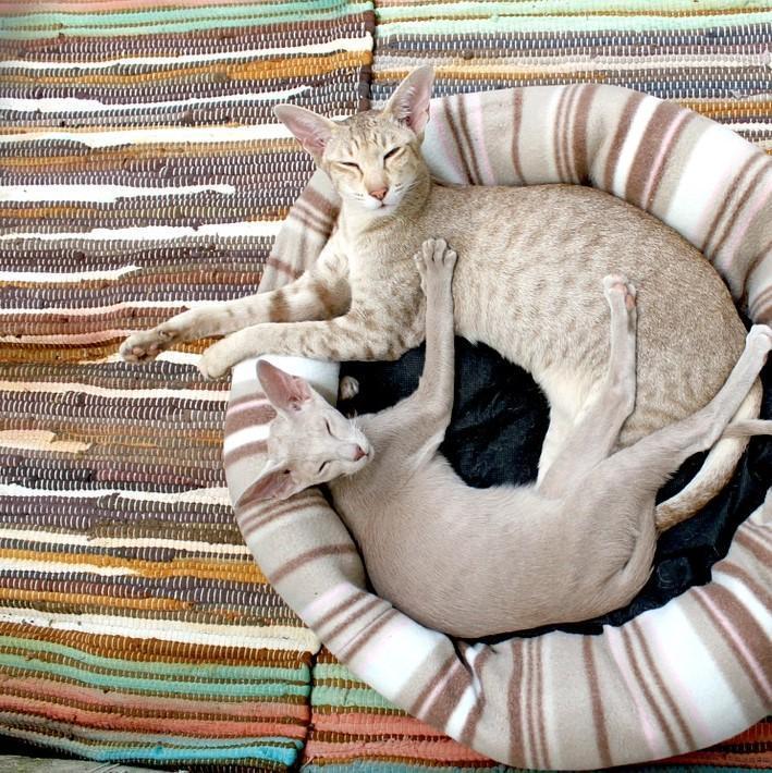 Conseils pour faire que deux chats s'entendent bien