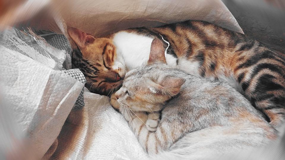 Conseils pour faire que deux chats s'entendent bien
