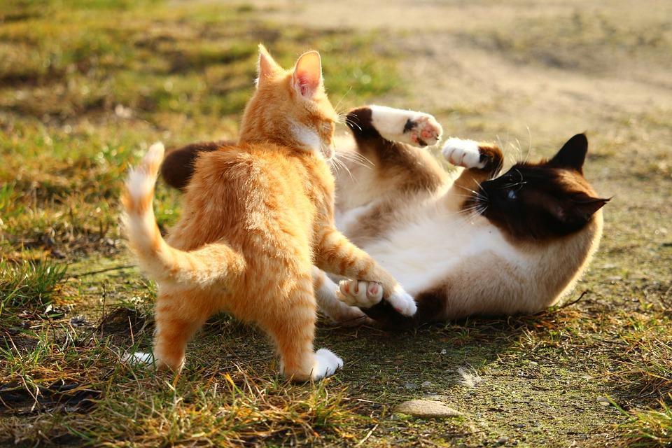 Conseils pour faire que deux chats s'entendent bien