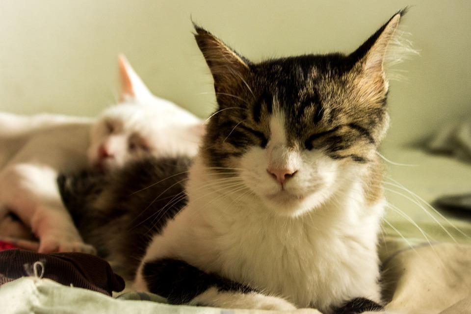 Conseils pour faire que deux chats s'entendent bien