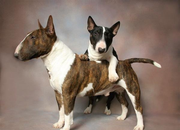 RACE de CHIEN MINIATURE - TOP 20 avec PHOTOS
