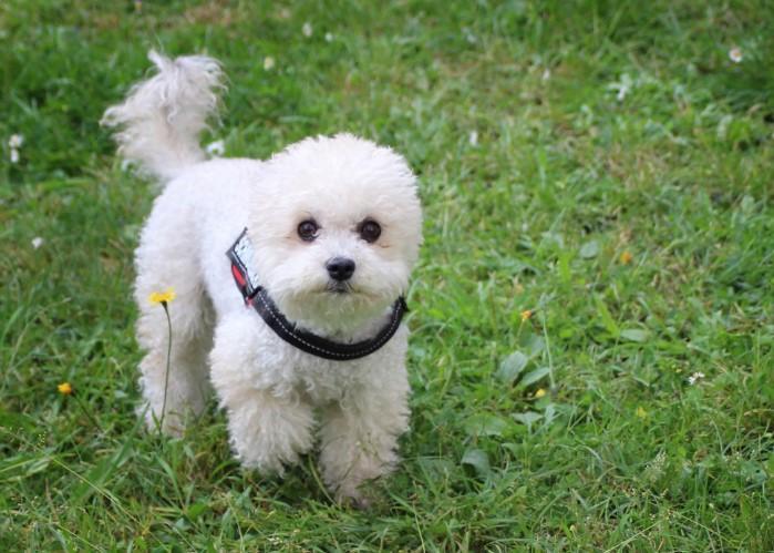 RACE de CHIEN MINIATURE - TOP 20 avec PHOTOS