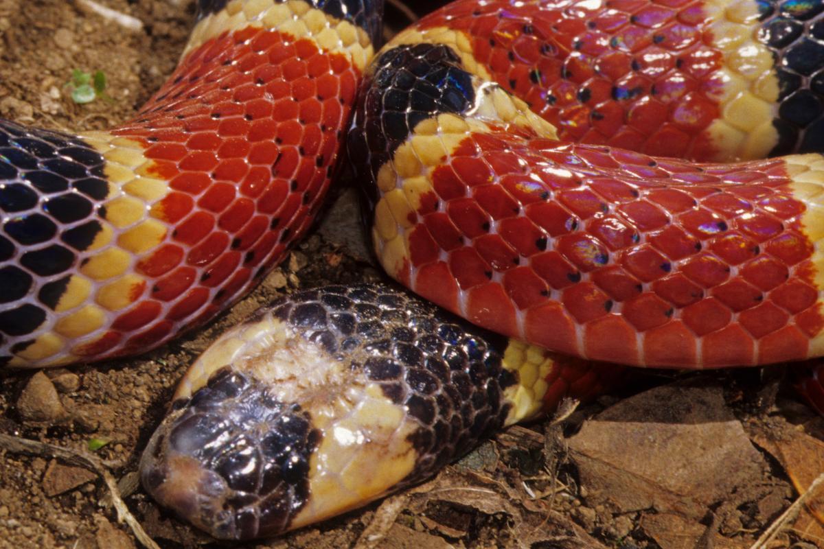 10 Serpents du Costa Rica avec des PHOTOS