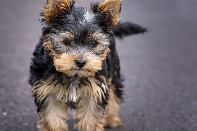 RACE de CHIEN MINIATURE - TOP 20 avec PHOTOS