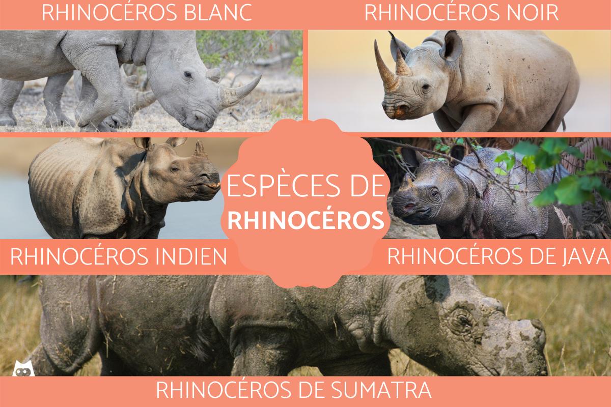 Les rhinocéros - Espèces, caractéristiques et habitat