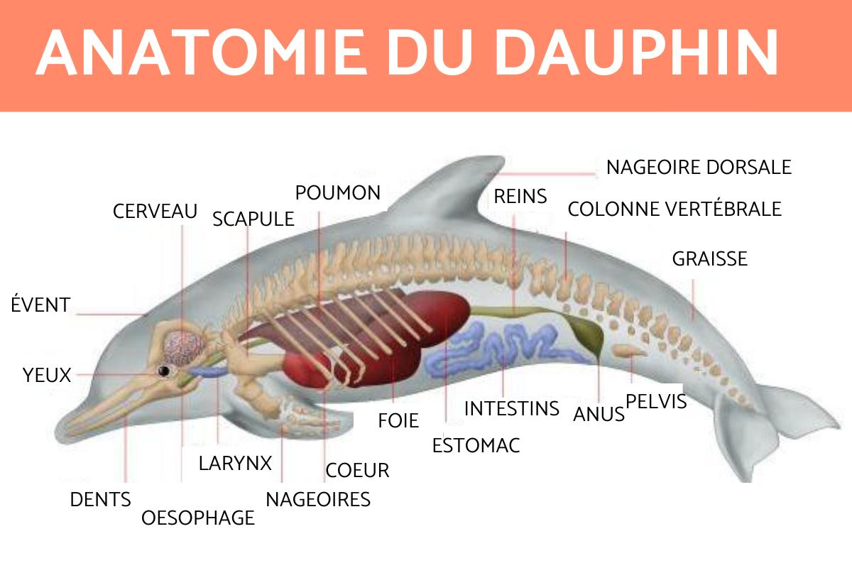 Exposé sur les dauphins - Anatomie, comportement et communication