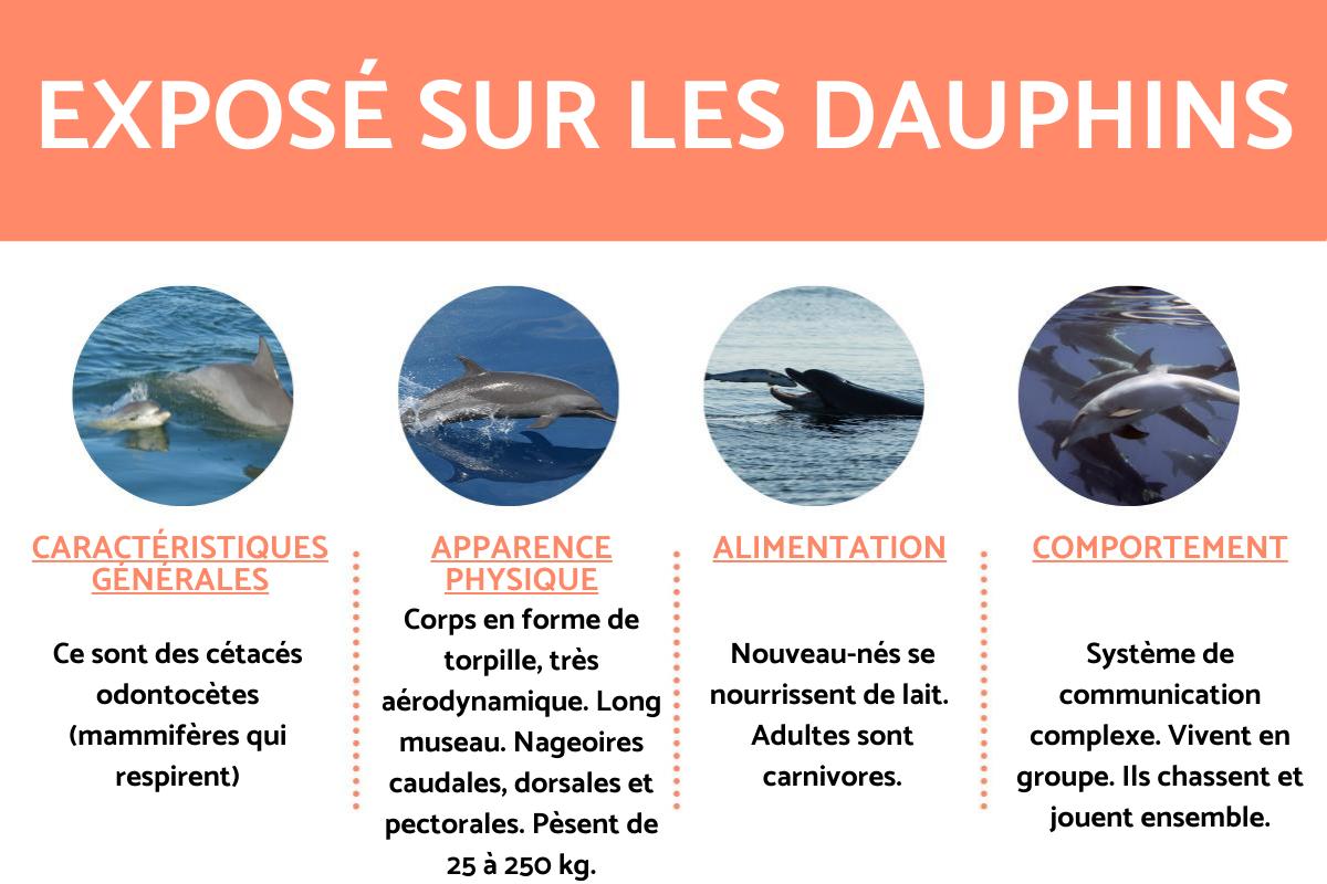 Exposé sur les dauphins - Anatomie, comportement et communication