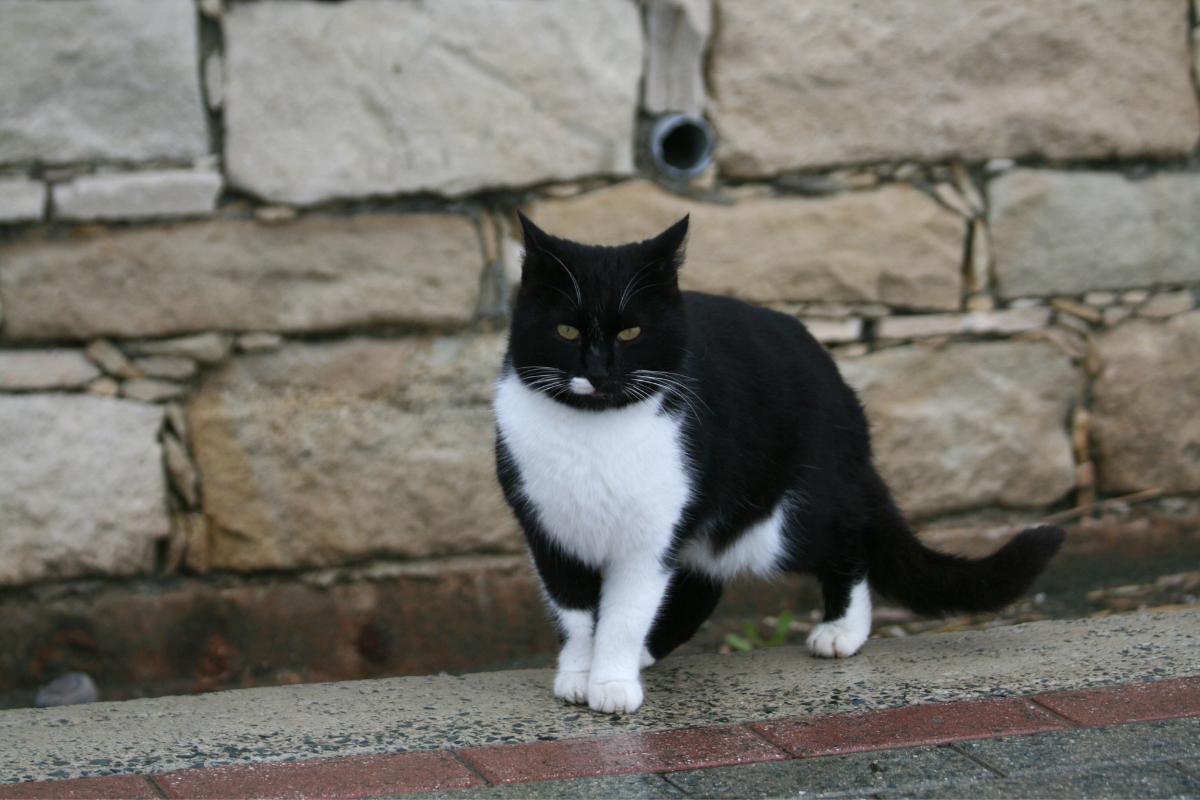 Chat tuxedo ou chat bicolore : caractère et races