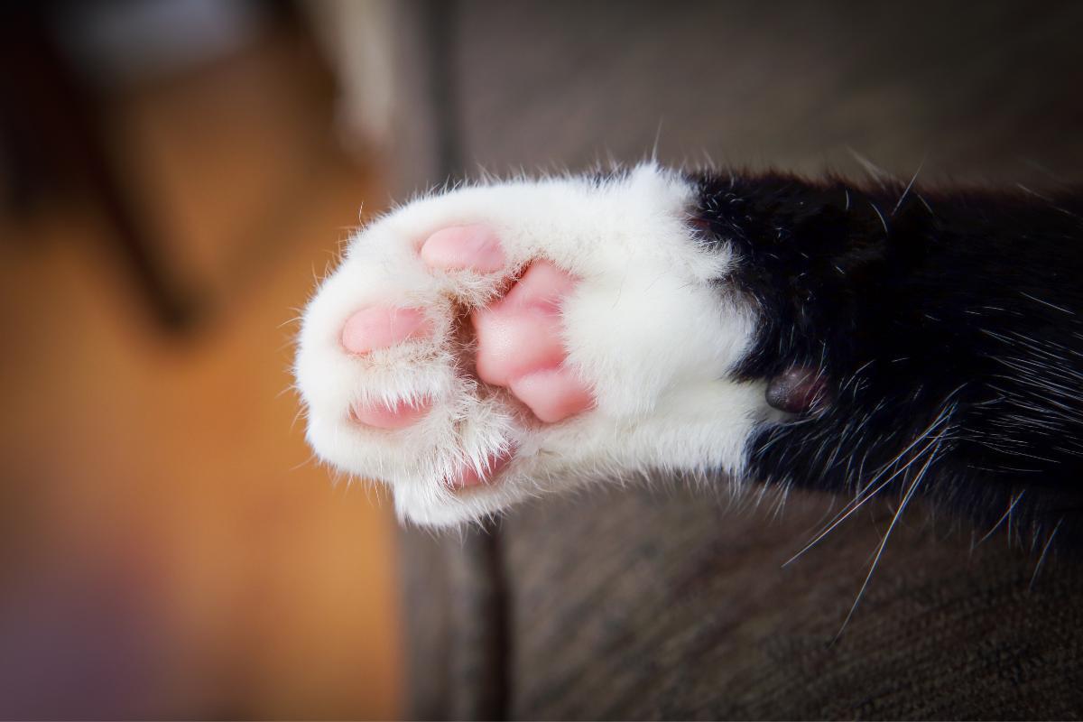 Chat tuxedo ou chat bicolore : caractère et races