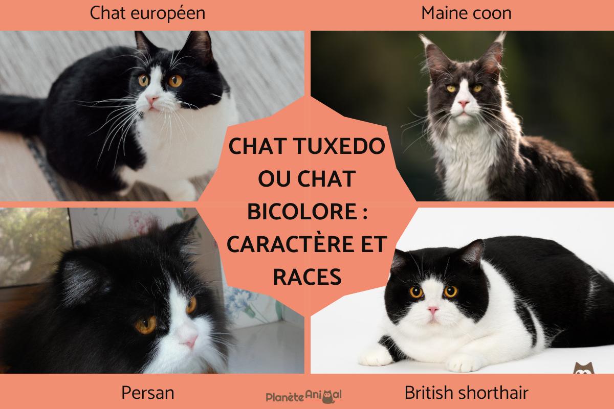 Chat tuxedo ou chat bicolore : caractère et races