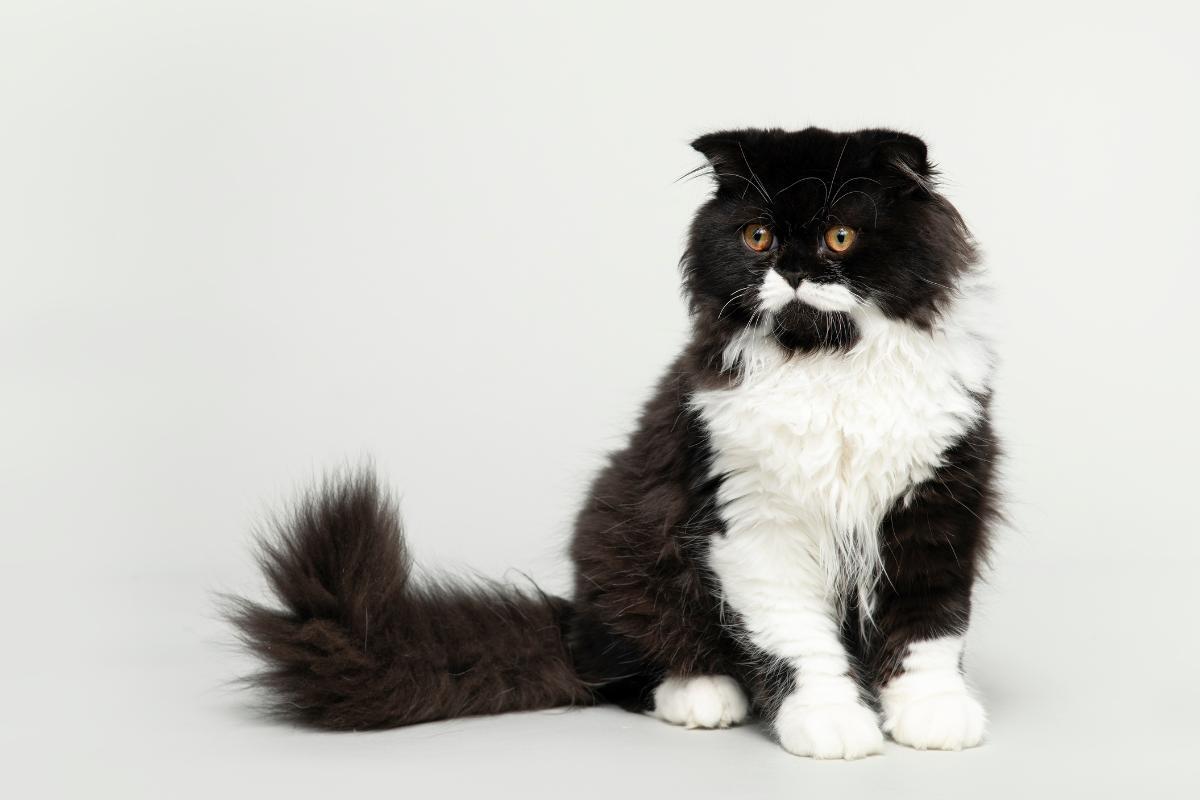Chat tuxedo ou chat bicolore : caractère et races