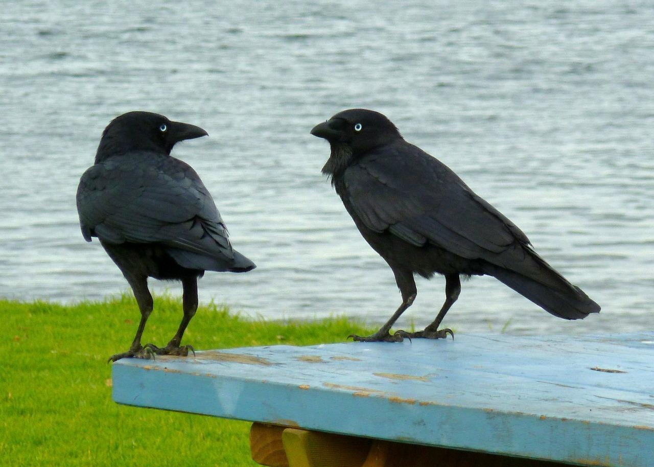 Pourquoi les corbeaux croassent-ils