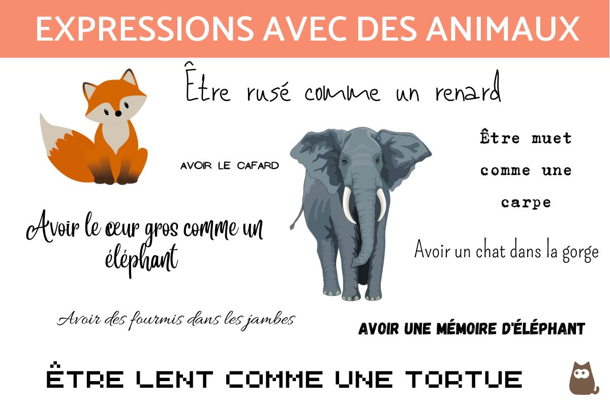 + de 100 CITATIONS sur les ANIMAUX - Courtes, Jolies, Drôles, pour ...