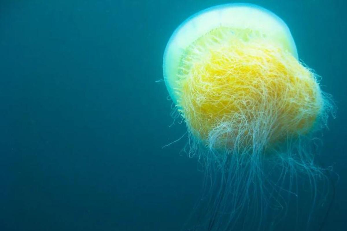 Les 15 PLUS GROSSES MÉDUSES du MONDE - avec PHOTOS