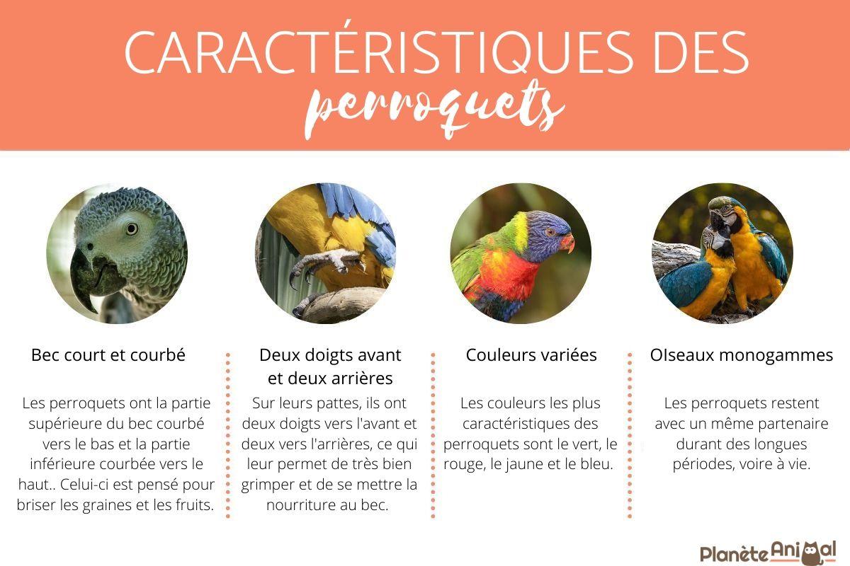 Races de perroquets - Caractéristiques, noms et PHOTOS