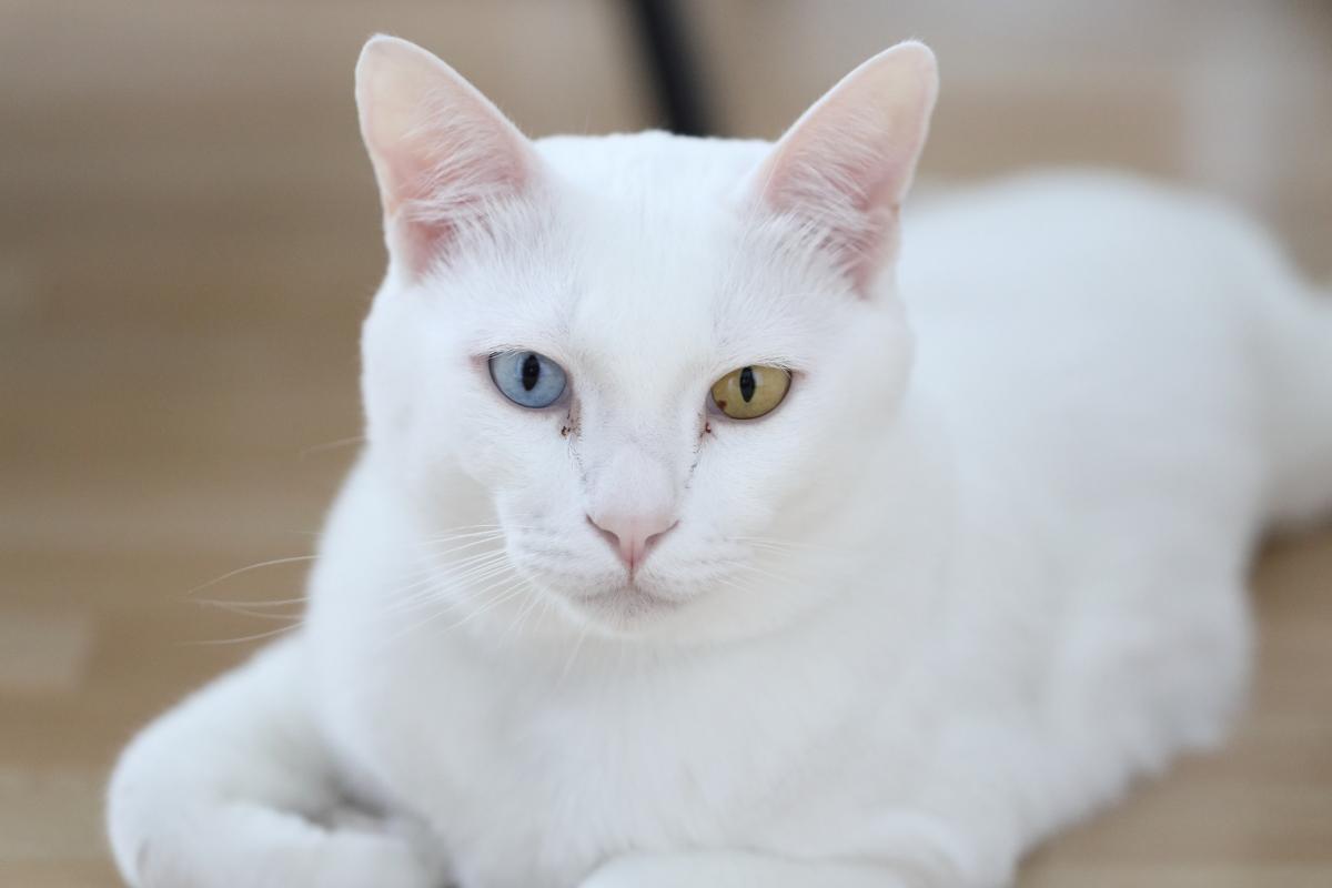 10 Races de chats blancs aux yeux bleus avec PHOTOS