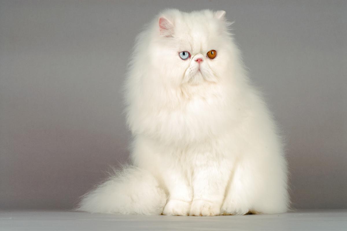 10 Races de chats blancs aux yeux bleus avec PHOTOS