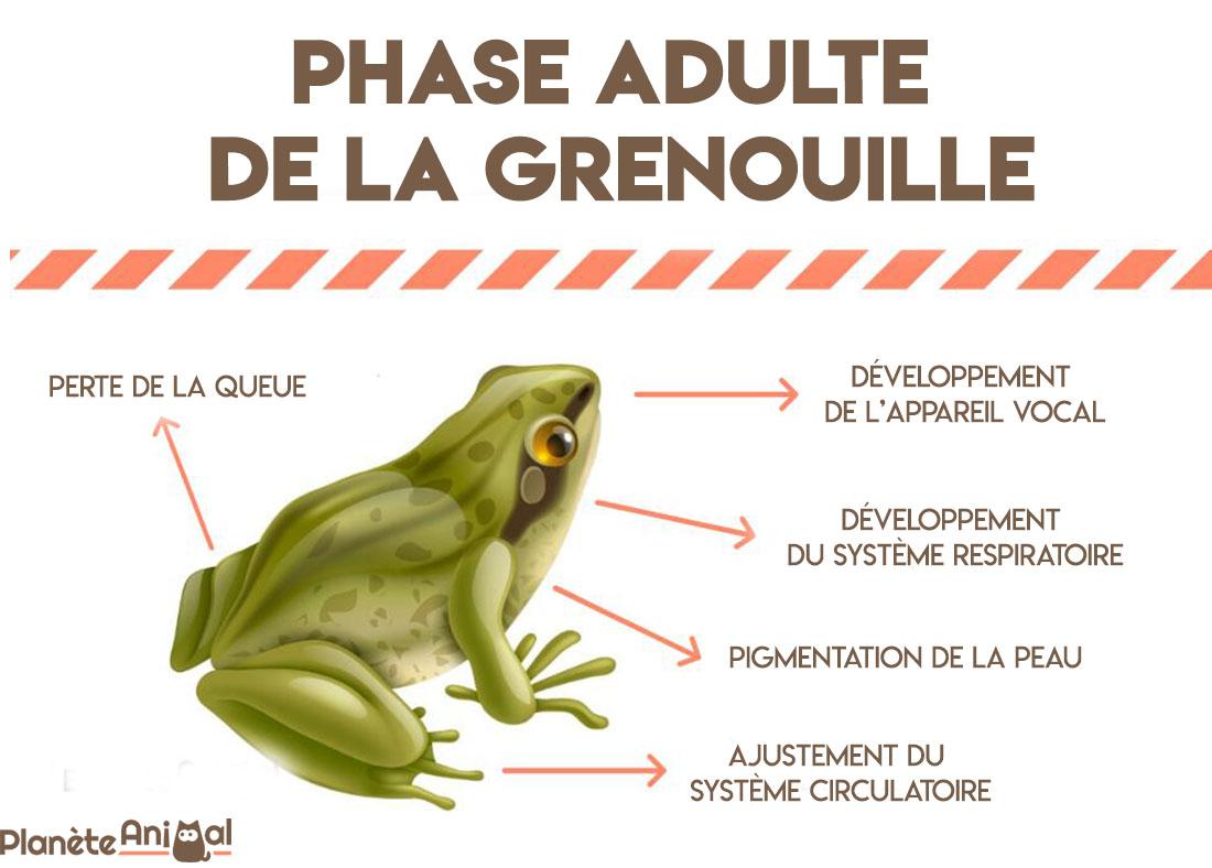 Cycle de vie de la grenouille - Étapes, Développement et Photos