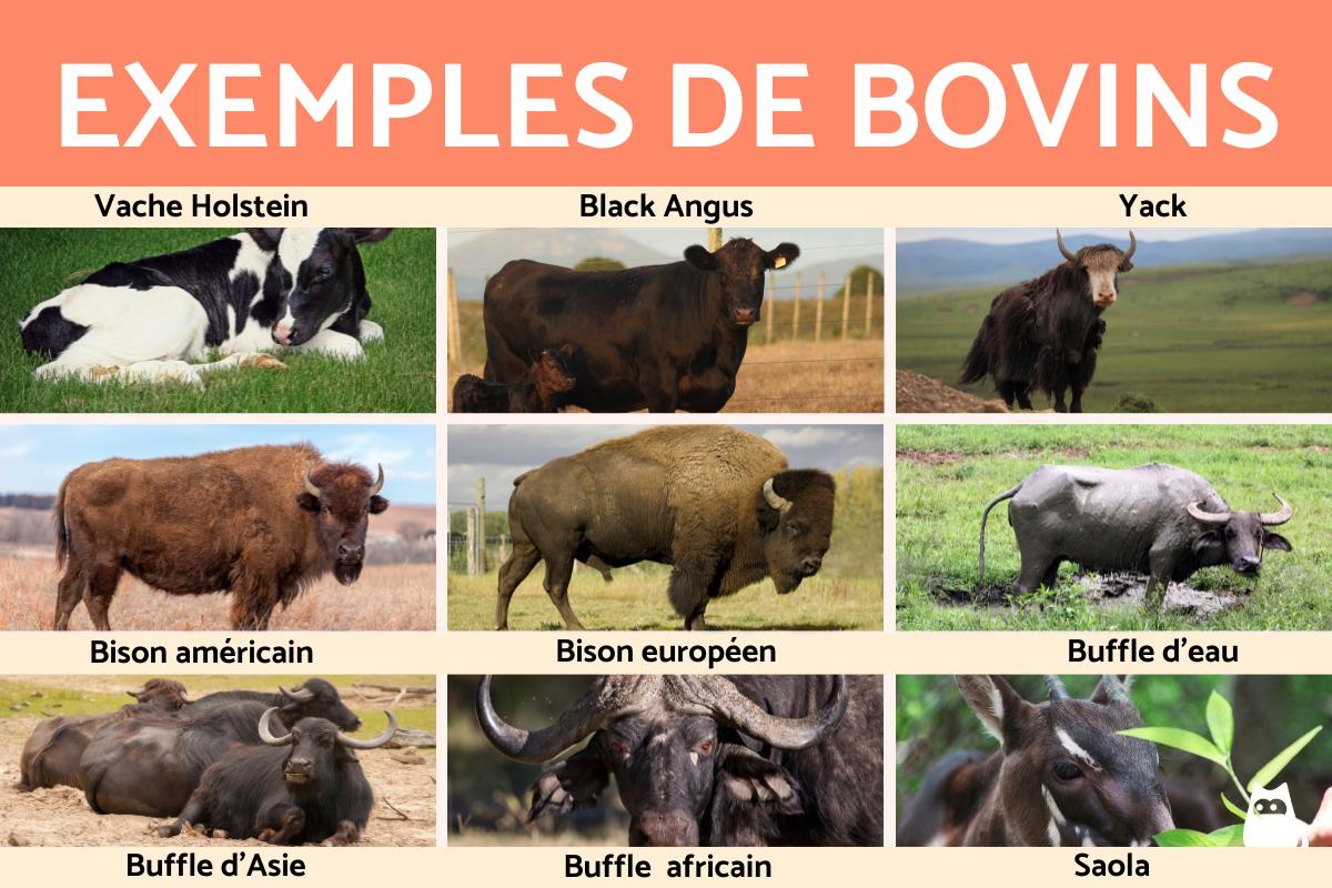 Animaux bovins : liste et caractéristiques