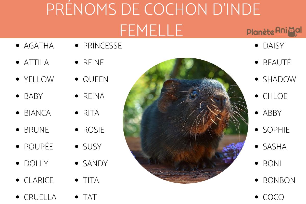 Noms pour cochon d'inde - femelle et mâle - PLUS DE 300 IDÉES