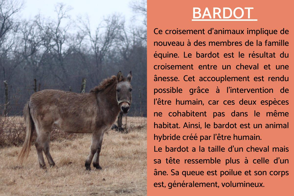 + de 20 Animaux Hybrides RÉELS