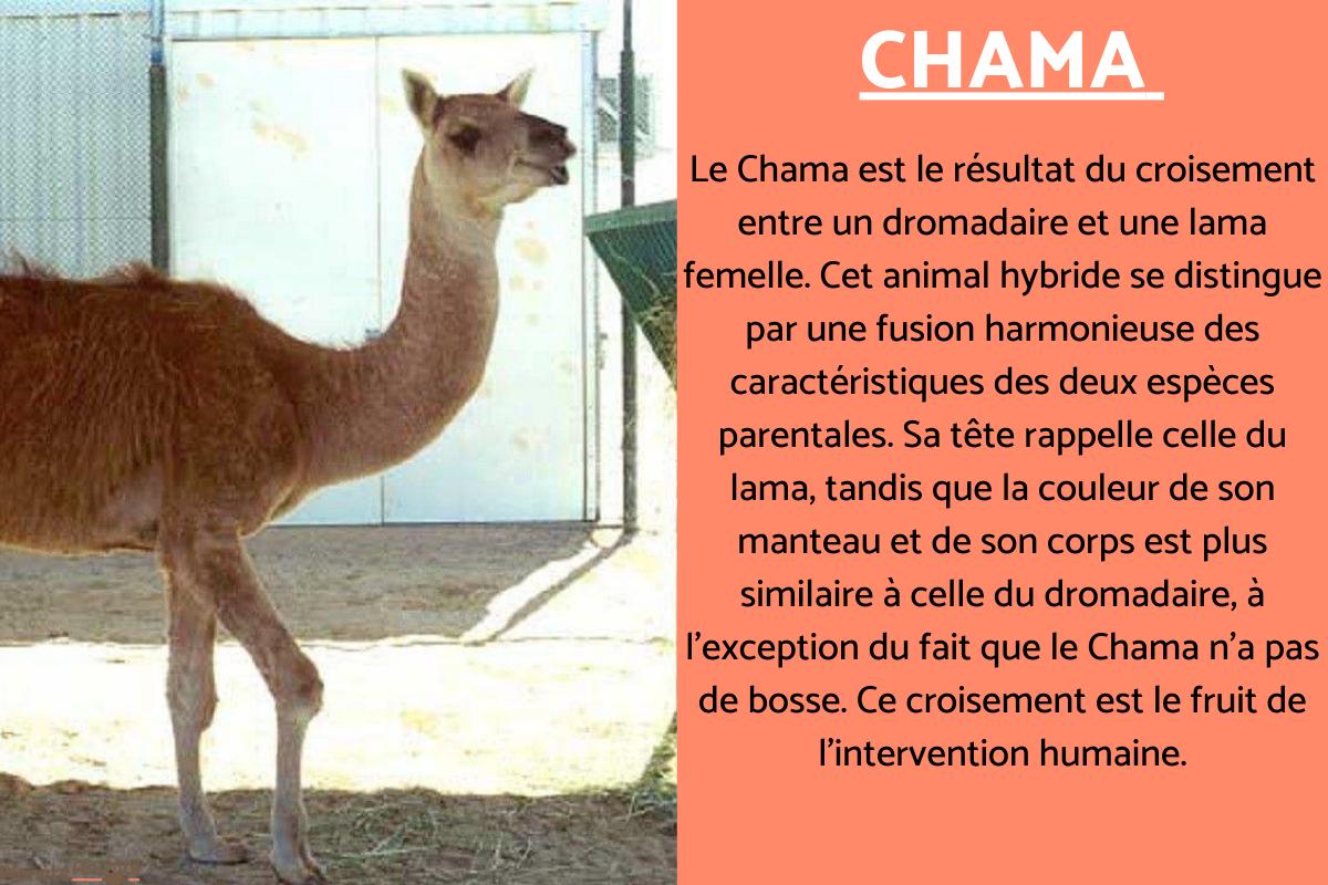 + de 20 Animaux Hybrides RÉELS