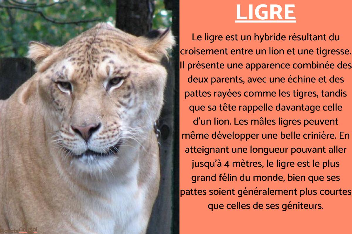 + de 20 Animaux Hybrides RÉELS