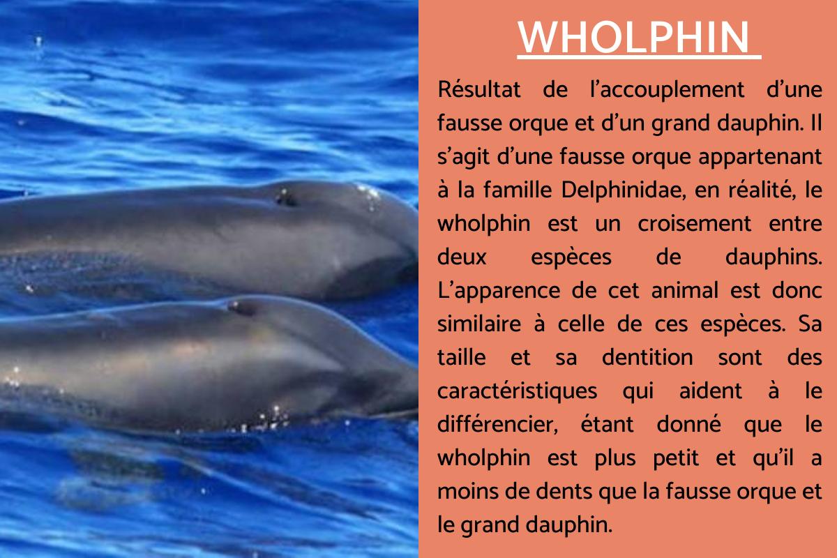 + de 20 Animaux Hybrides RÉELS