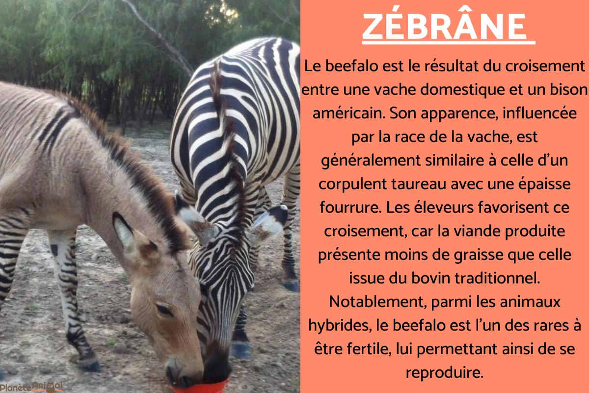 + de 20 Animaux Hybrides RÉELS