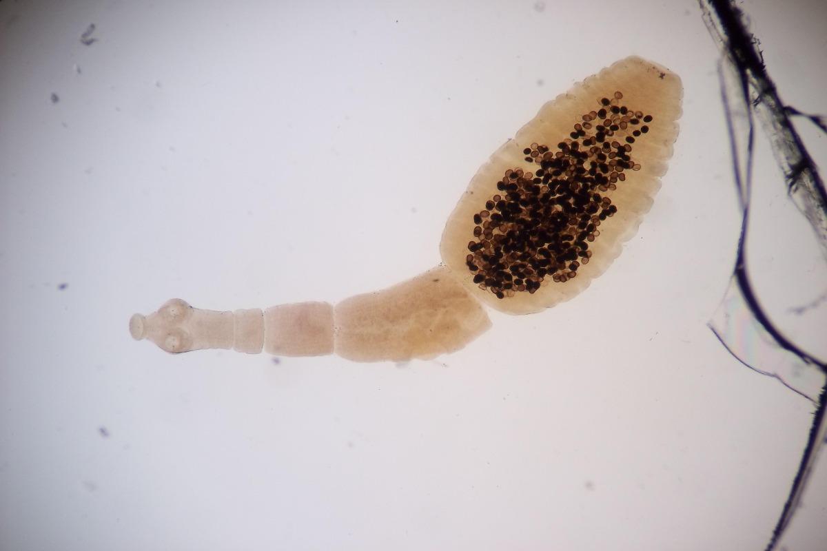 Les types de vers du chat, leurs symptômes et leur traitement