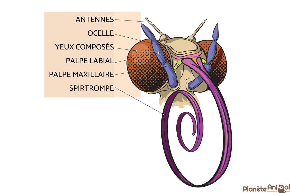 ANATOMIE PAPILLON - Pattes, ailes, squelette avec SCHÉMA