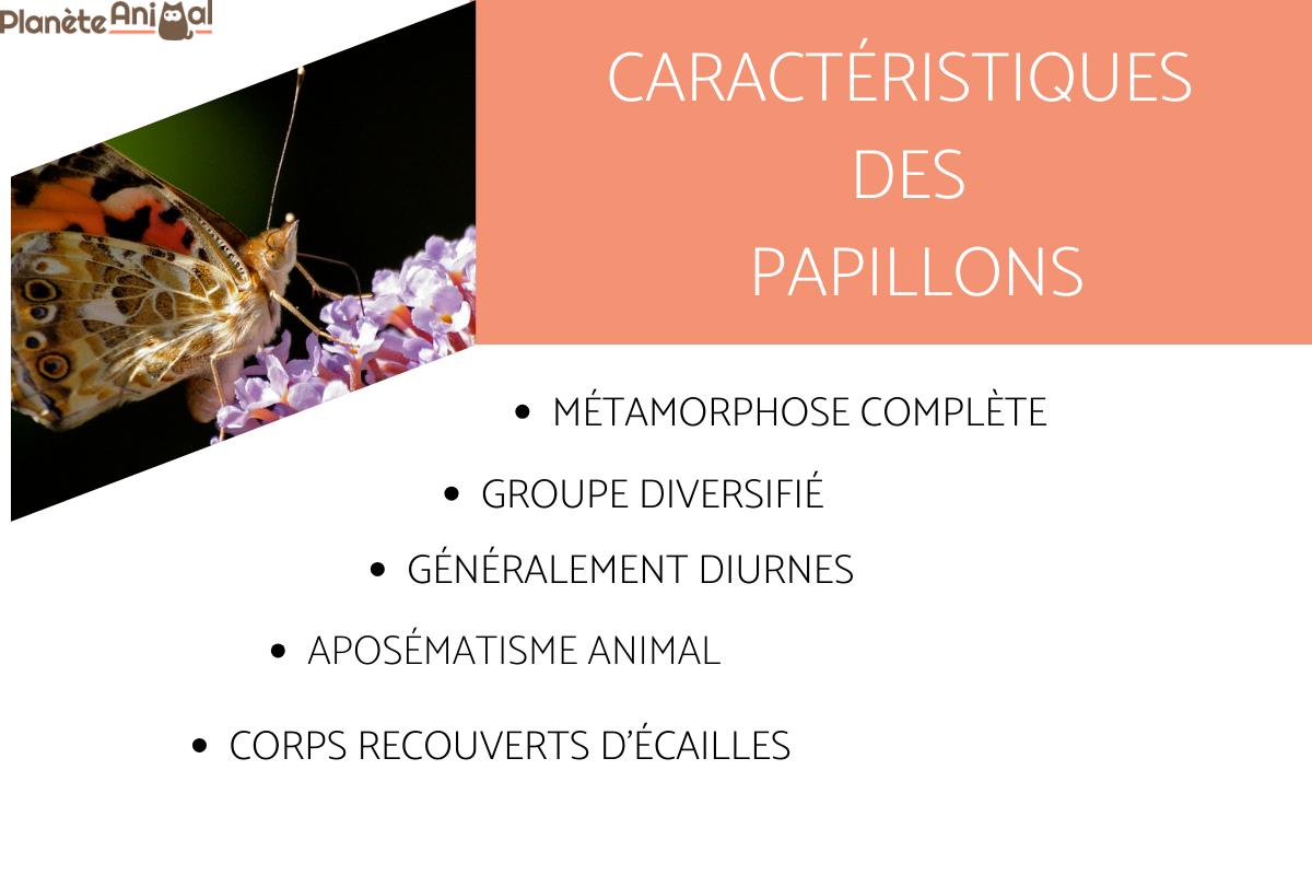 ANATOMIE PAPILLON - Pattes, ailes, squelette avec SCHÉMA