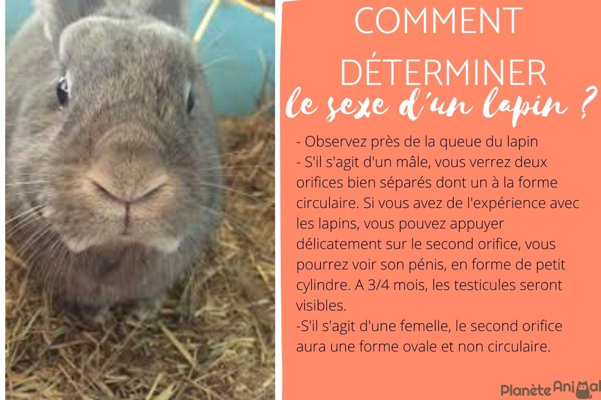 Lapin Nain Male Ou Femelle