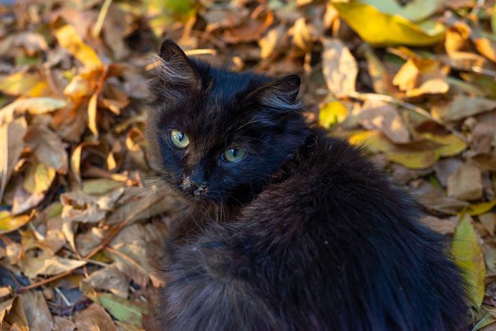 Cryptococcose chez le chat - Symptômes, diagnostic et traitement